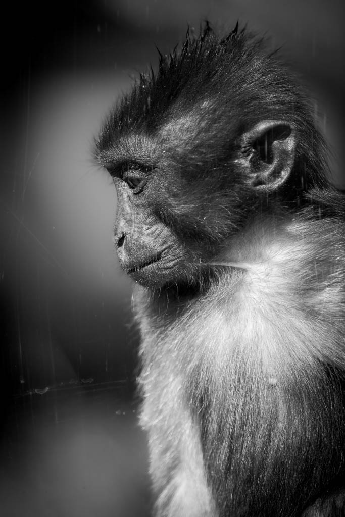 Booted Macaque – Monochromia