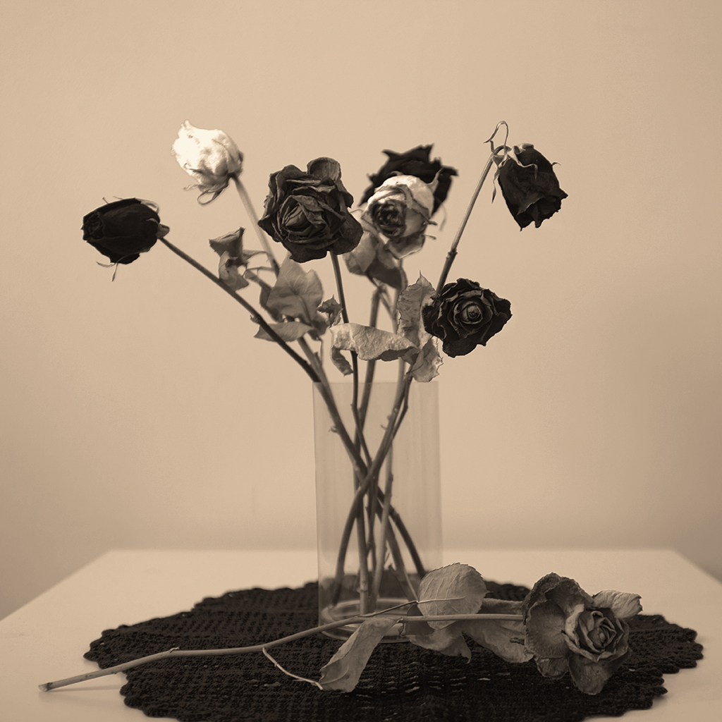 Withered roses – Monochromia