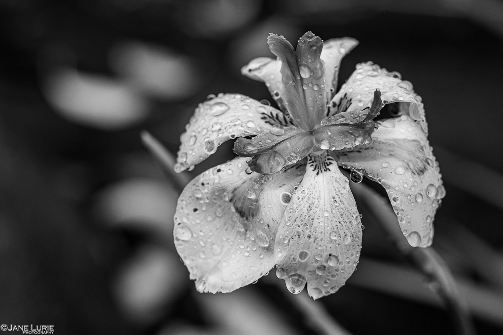 Iris in Rain – Monochromia
