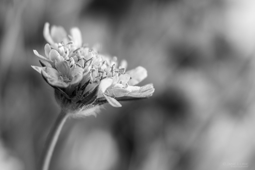 Pincushion Blooming – Monochromia